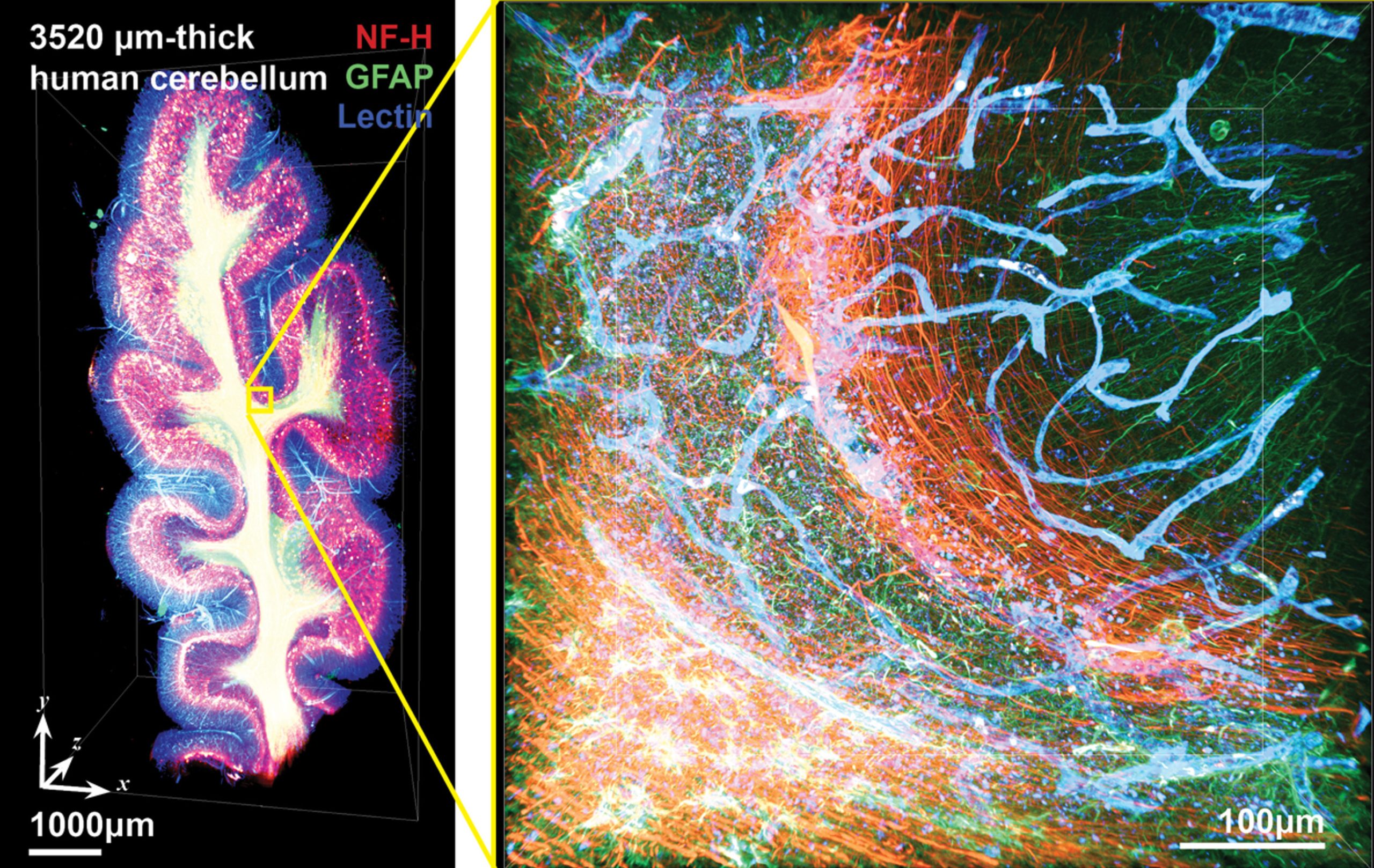 Gallery - Illumos | Next Generation Pathology